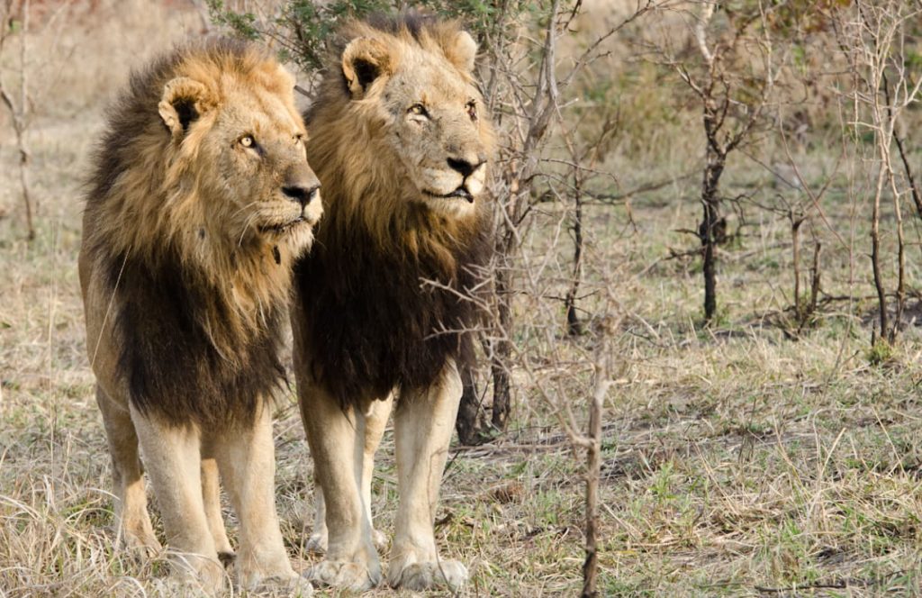 The Mapogo Lions: The Kings of the African Savanna and Their Legacy